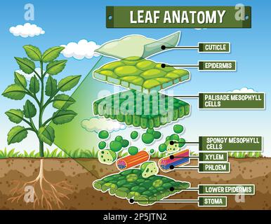 Internal structure of leaf diagram illustration Stock Vector Image ...