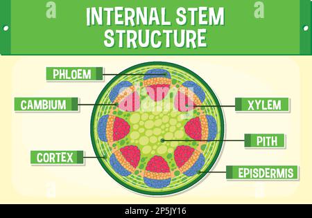 Internal structure of stem diagram illustration Stock Vector Image ...