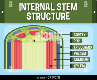 Internal structure of stem diagram illustration Stock Vector Image ...