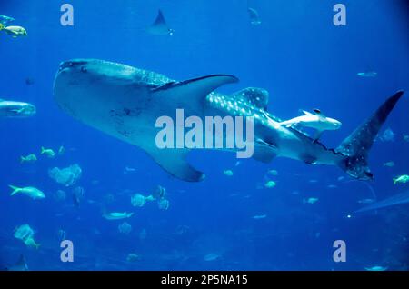 great whale in aquarium Stock Photo - Alamy