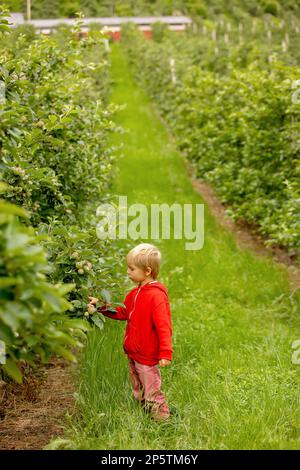 Apple tree plantations in Norway, summertime, child checking the apples ...