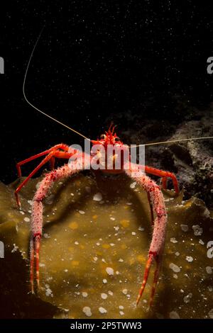 Munida rugosa – rugose squat lobster Stock Photo - Alamy