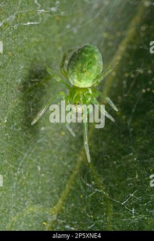 green cribellate spider (Nigma walckenaeri), in web on a leaf, Germany ...