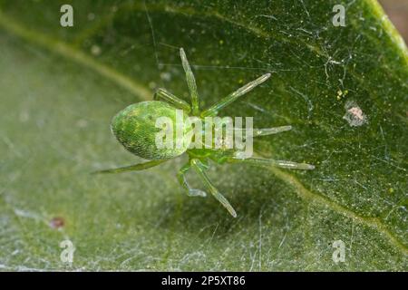 green cribellate spider (Nigma walckenaeri), in web on a leaf, Germany ...