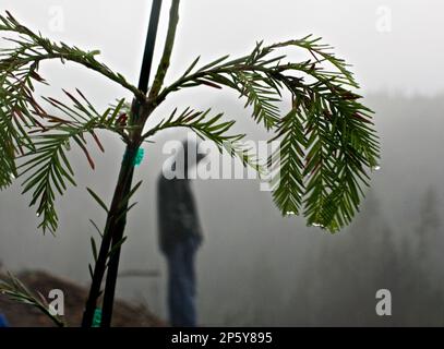 Planting a Giant Redwood tree Stock Photo - Alamy