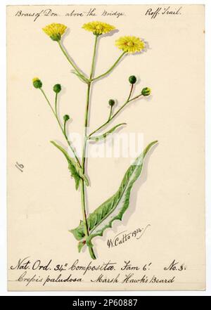 Crepis Paludosa Marsh Hawk's-Beard Stock Photo - Alamy