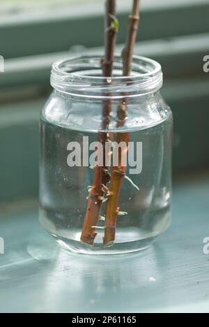 Propagating hardwood cuttings Cornus alba grouping together Stock Photo ...