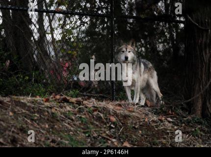 Large wolf in captivity Stock Photo - Alamy
