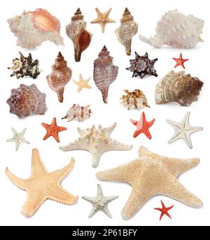 Collection of different beautiful sea stars and shells on white ...