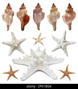 Collection of different beautiful sea stars and shells on white ...