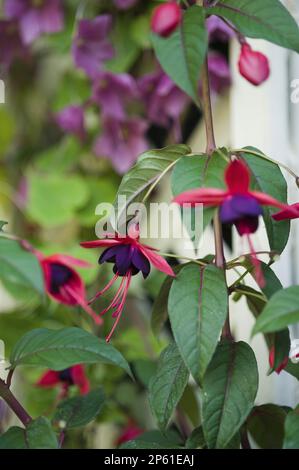 Fuchsia 'Lady Boothby' Stock Photo - Alamy