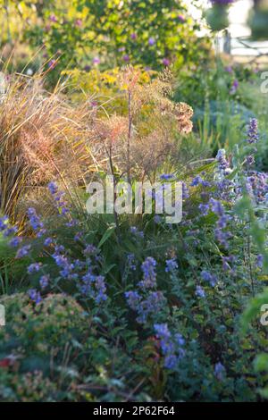 Catmint (nepeta) sits alongside foliage plants and grasses in a summer ...