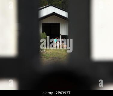 The nearly complete skeleton of a Tyrannosaurus Bataar dinosaur ...