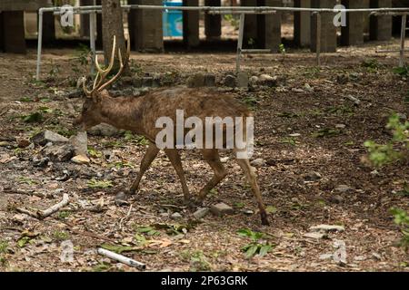 Full body shot of an Indonesian deer in the forest on Komodo Island in ...