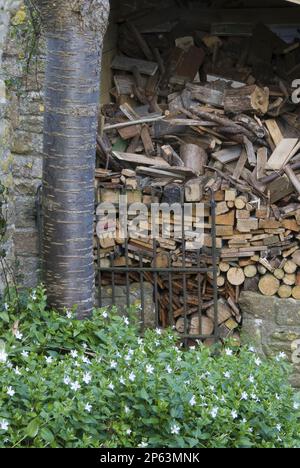 white star flowers growing at base of tree trunk against old stone wall ...