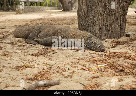 Komodo dragon lying on the sand of a zoo enclosure Stock Photo - Alamy
