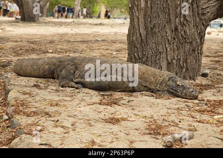 Komodo dragon lying on the sand of a zoo enclosure Stock Photo - Alamy