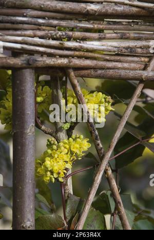 Spring flowering cimber on rustic trellis Stock Photo - Alamy