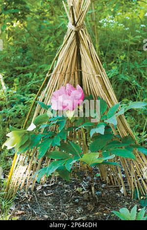 constructing bamboo garden shelter structure to protect tender peony 7 ...