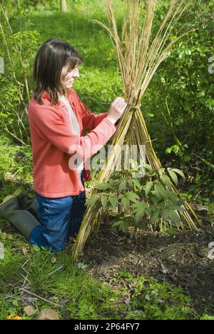 constructing bamboo garden shelter structure to protect tender peony 8 ...