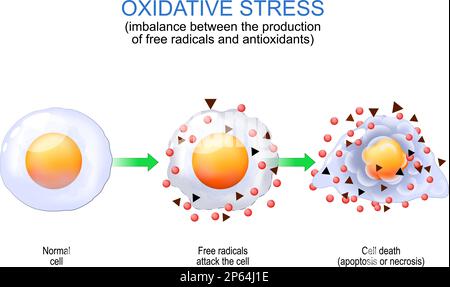 Oxidative Stress. Vector diagram Cell with free radicals. illustration ...