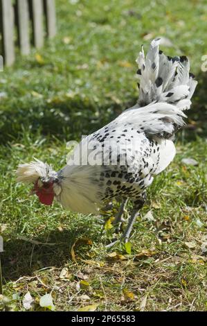 Young Appenzeller cockerell is an active bird Stock Photo - Alamy