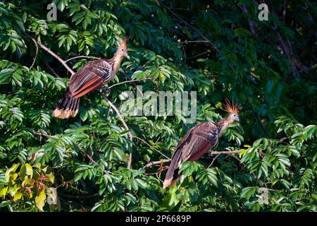 Hoatzin (Opisthocomus hoazin) or Andean Coot in flight, Manu National ...