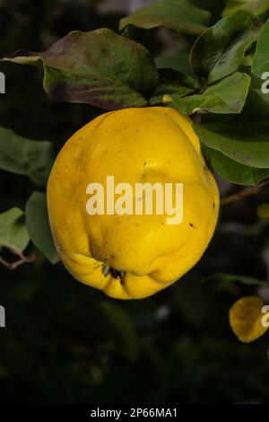 Quince fruits grow on quince tree with green foliage in autumn garden ...