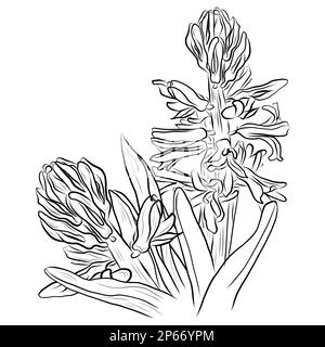 hyacinth line drawing for design Stock Photo - Alamy