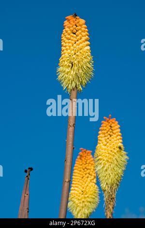 Flowers, Bale plateau, Ethiopia Stock Photo - Alamy