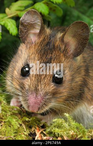 Wood Mouse (Apodemus sylvaticus) captive animal in studio setting ...