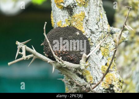 Oak Gall, canker on tree trunk Stock Photo - Alamy