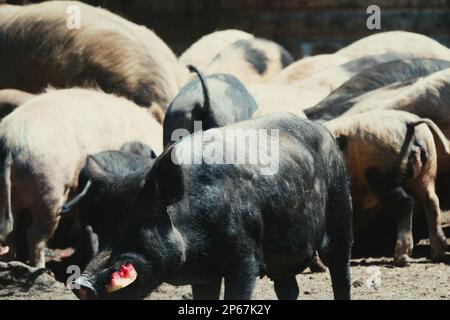 Swine husbandry. Ukrainian steppe pock-marked breed of pigs. Based on ...