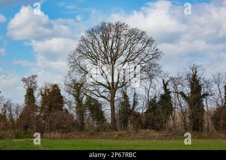 The trees that shade the meadows of the Emilian plain Stock Photo - Alamy