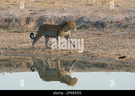 Leopard (Panthera pardus) at a water hole, Savuti, Chobe National Park ...