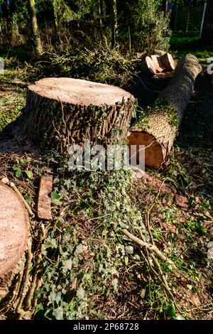 Stump of felled ash tree Stock Photo - Alamy