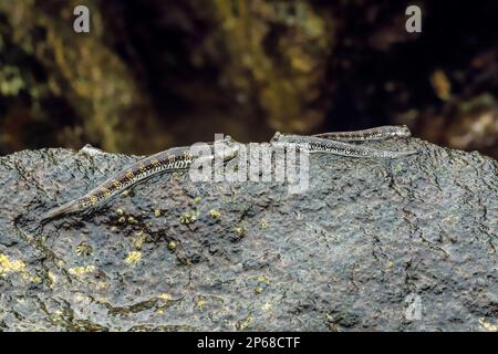 Jumping amphibious fish (rockskippers, leaping blennies), genus Alticus ...