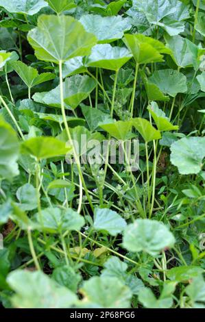 Mallow, Malva pusilla, Malva rotundifolia grows in the wild in summer ...