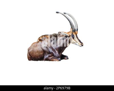 sable antelope isolated on white background Stock Photo - Alamy