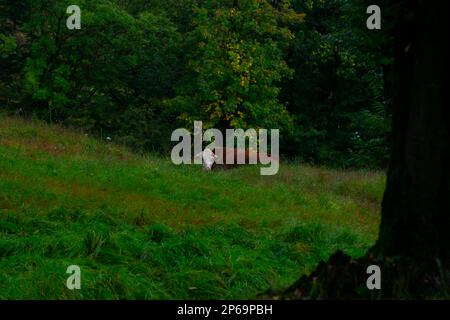 Cow Hidden in the Green Forestin Ticino, Switzerland Stock Photo - Alamy