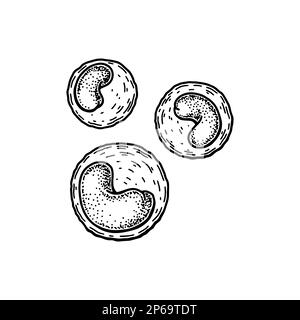 Leukocyte white blood cells isolated on white background. Hand drawn scientific microbiology ...