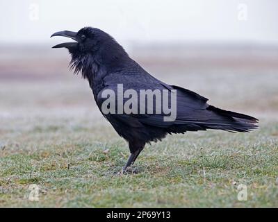 Common raven standing Stock Photo - Alamy