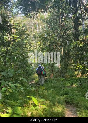 A verdant landscape in a tropical rainforest with ferns, trees ...