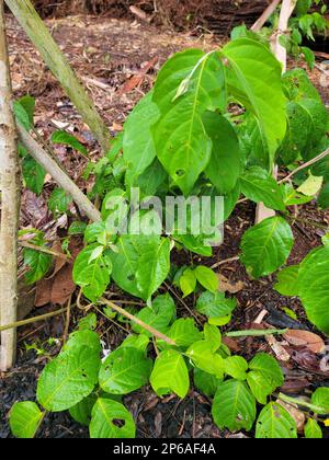 Cultivated Ayahuasca in the Peruvian Amazon Stock Photo - Alamy