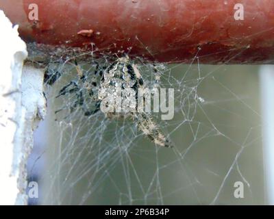 Araneus ventricosus spider in Romania Stock Photo - Alamy