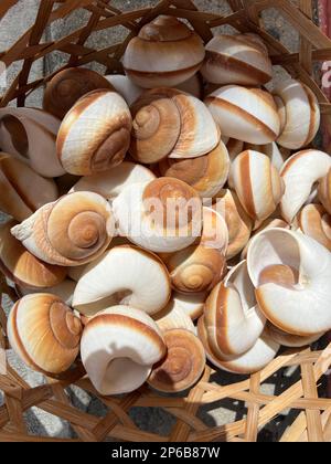 Seashell and Basket isolated on white background Stock Photo - Alamy