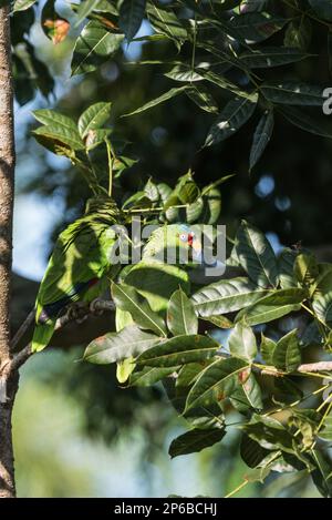 Green parrot / Palenque, Mexico Stock Photo - Alamy