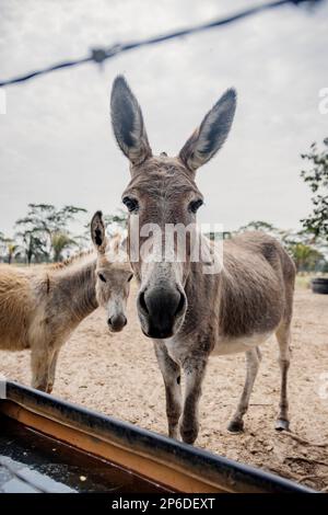 A beautiful view of grazing donkeys in the field Stock Photo - Alamy