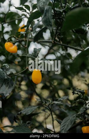 field flowers full of color to admire Stock Photo - Alamy