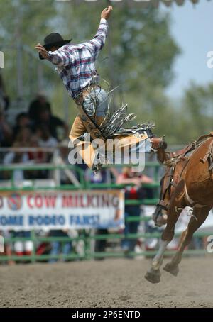 Cow from a barrel Stock Photo - Alamy